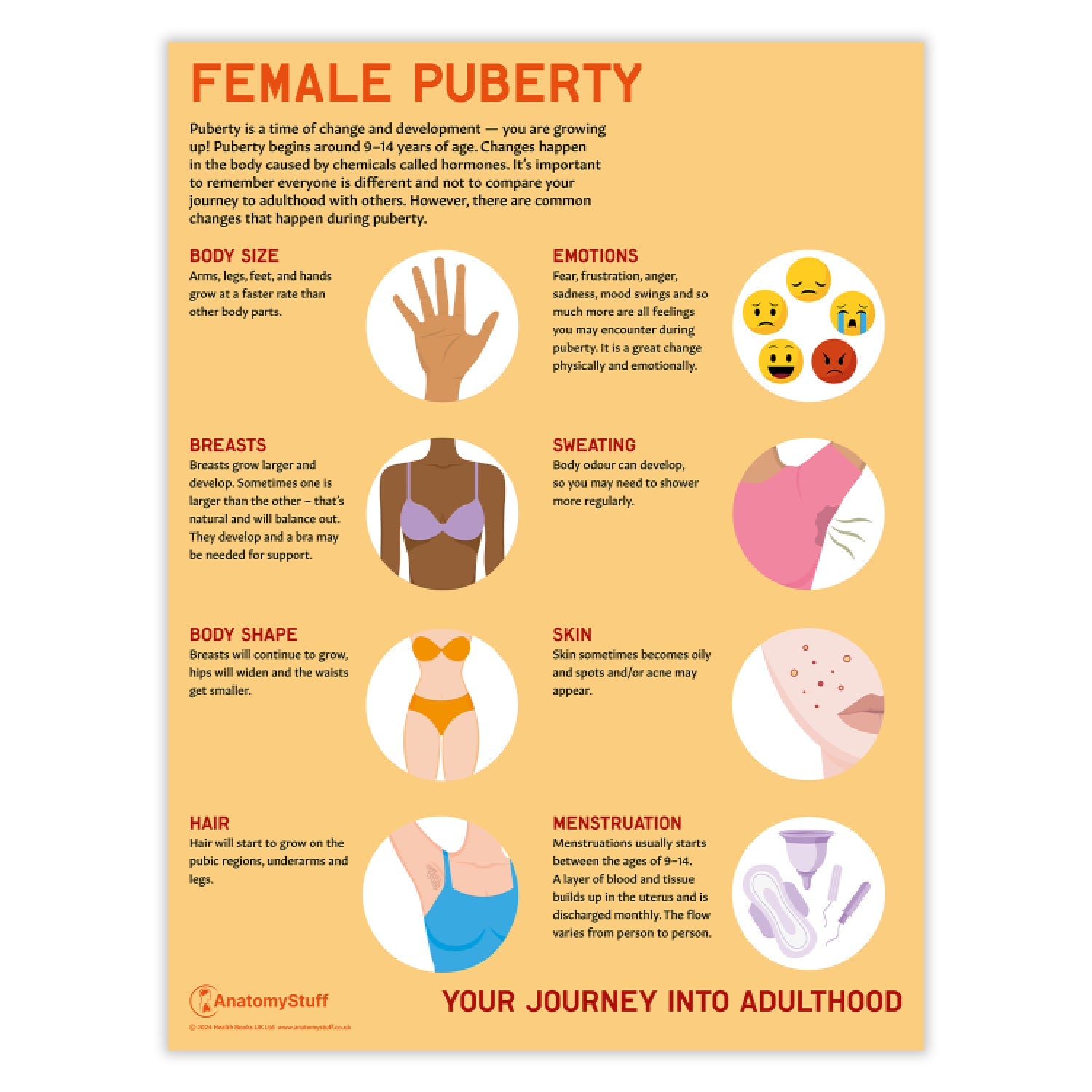Female Puberty Poster | PSHE School Education Chart – AnatomyStuff