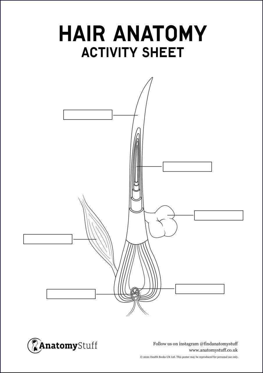 Hair Anatomy Activity Sheet PDF – AnatomyStuff
