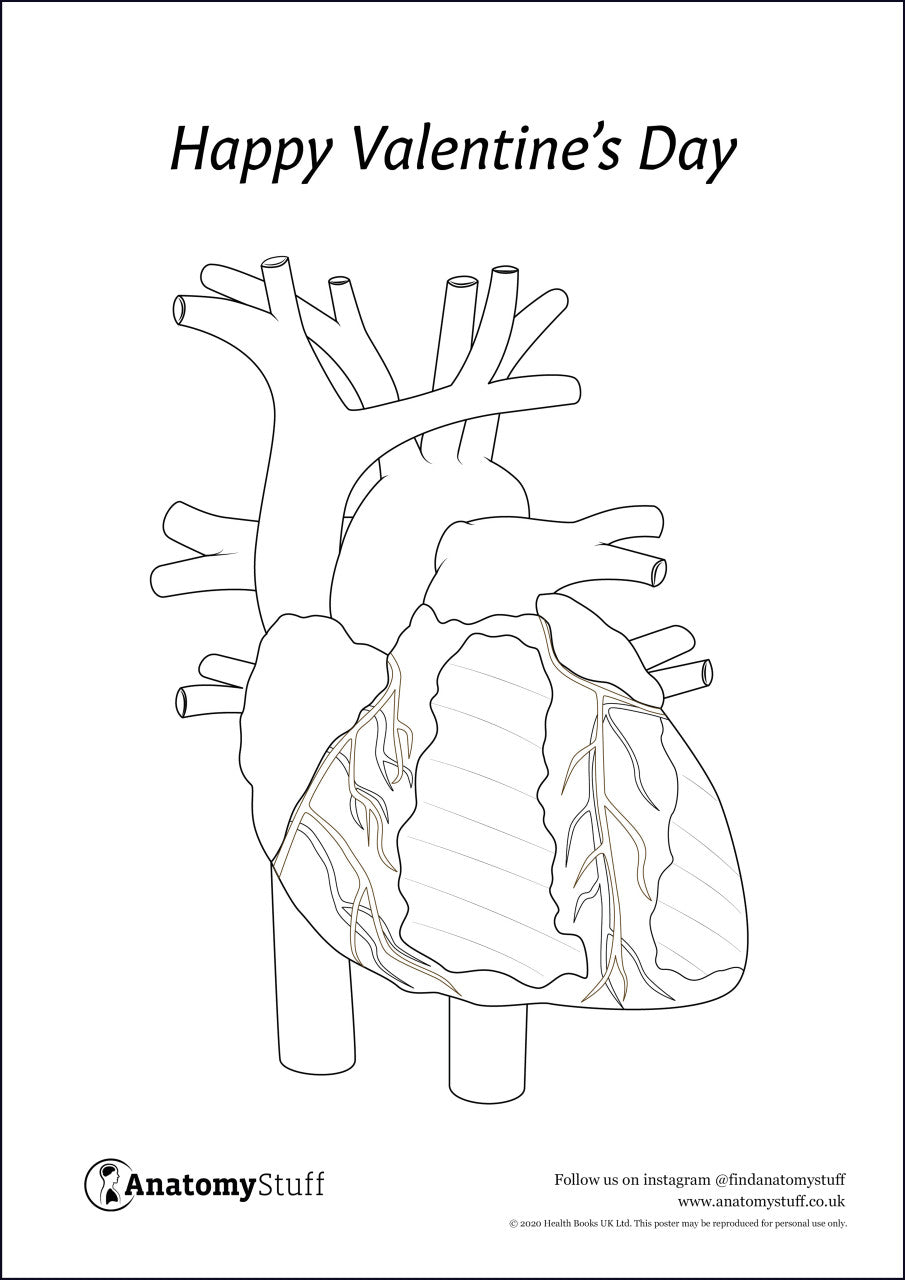 Valentine's Day Poster PDF – AnatomyStuff