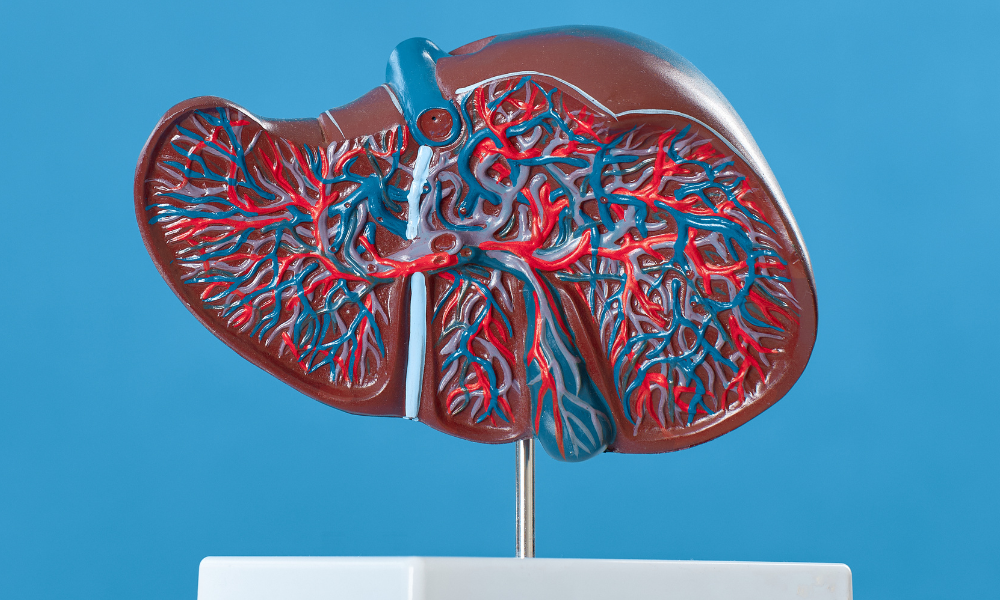 Liver Anatomy | Liver & Gallbladder Functions | AnatomyStuff