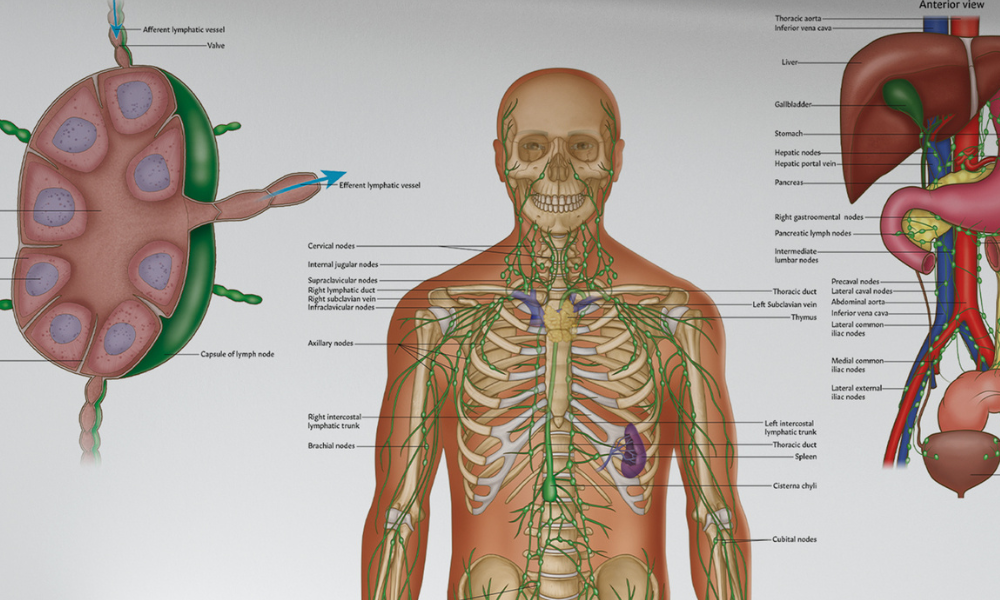 Cisterna Chyli Function