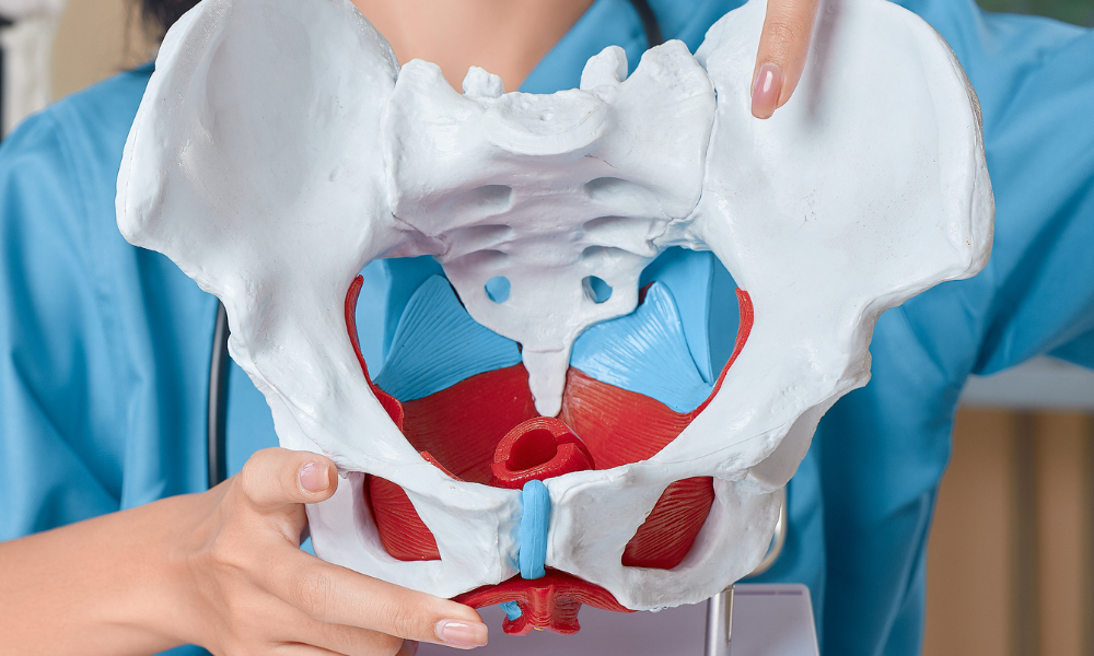 Pelvis Anatomy | Medical Student Revision | AnatomyStuff