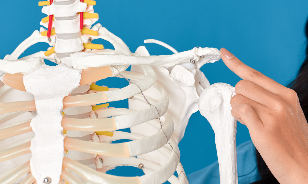 Shoulder Anatomy | Medical Revision Guide | AnatomyStuff