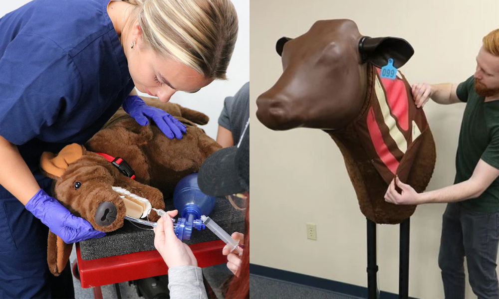 Veterinary Simulator - Real Life Learning – AnatomyStuff