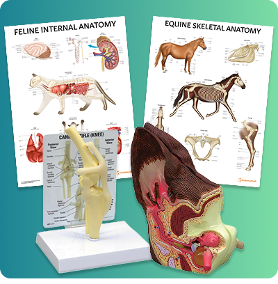 Veterinary Anatomy Models & Posters – AnatomyStuff
