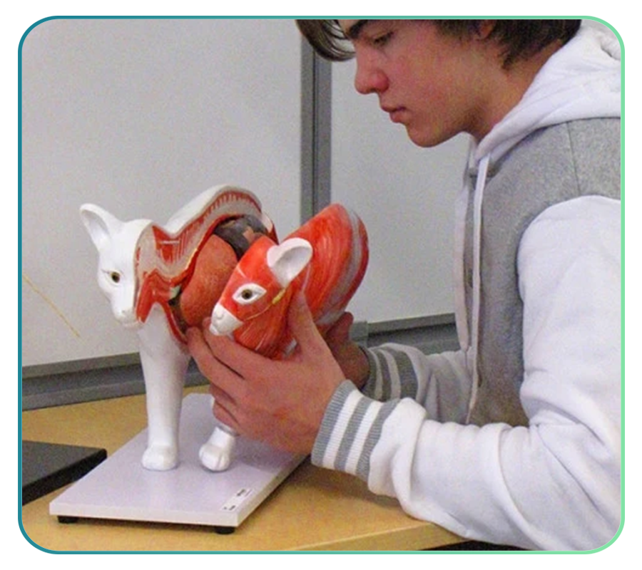 Feline Anatomy Models and Posters | Cat Veterinary – Page 2 ...