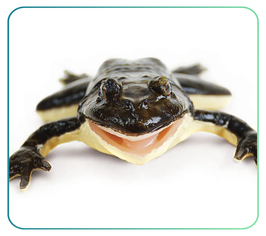 Exclusive UK Supplier of SynDaver | Ultra-Realistic Animal Anatomy ...