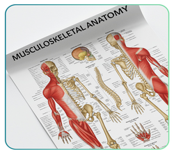 Anatomical Charts | Anatomy Posters – AnatomyStuff