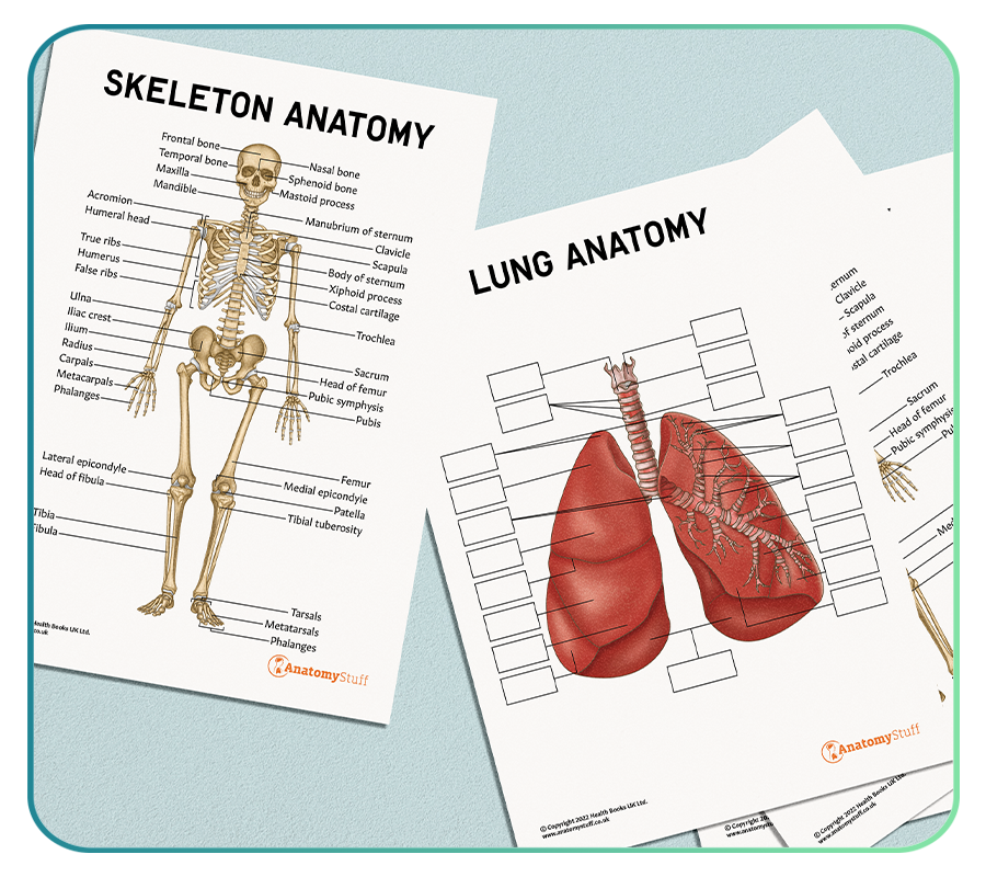 Digital Anatomy Worksheets – AnatomyStuff