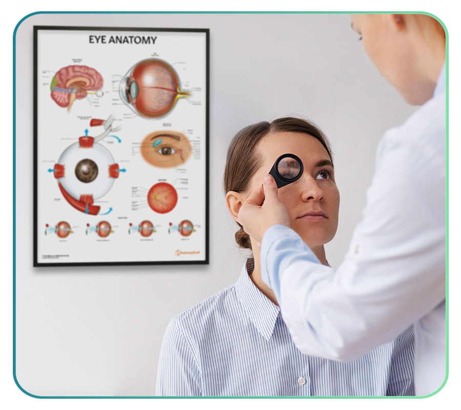 Eye Anatomy Posters – AnatomyStuff