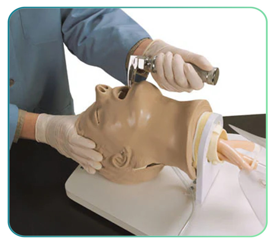 Intubation Trainers | Airway Management Heads – AnatomyStuff