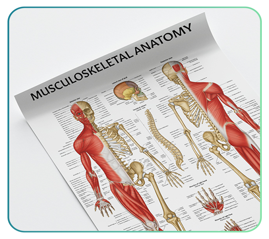 Musculoskeletal Anatomy Posters – AnatomyStuff