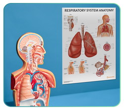 Respiratory Anatomy Posters – AnatomyStuff