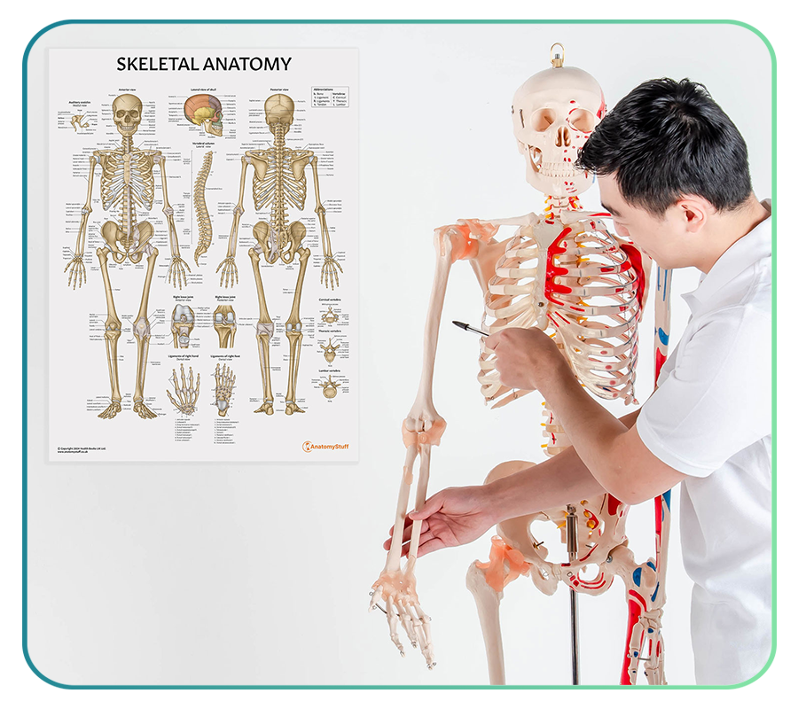 Skeleton Anatomy Posters – AnatomyStuff