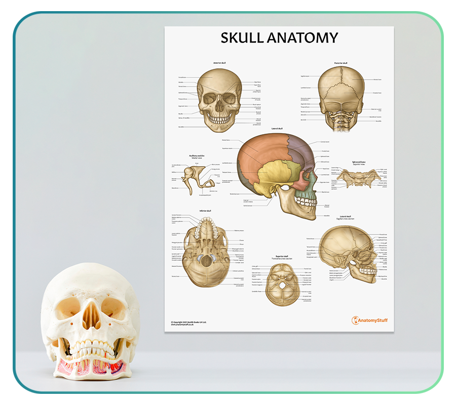 Skull & Head Anatomy Posters – AnatomyStuff