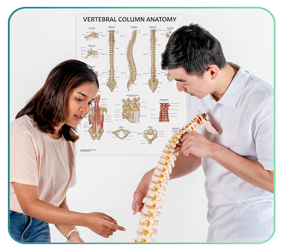 Spine Anatomy Posters – AnatomyStuff