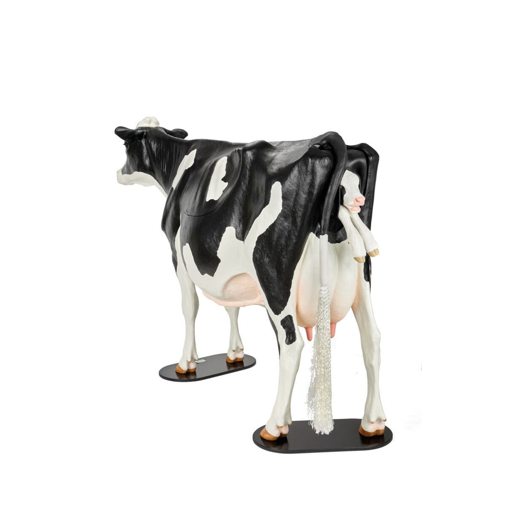 Bovine Dystocia Simulator (Holstein) | Dystocia Calving | Simulator ...