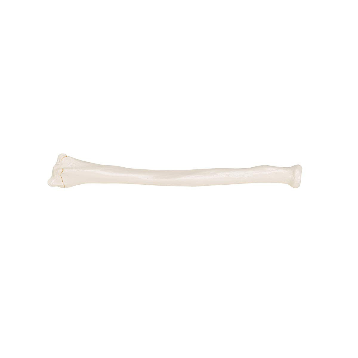 Human Radius Model | Skeletal Anatomy | AnatomyStuff