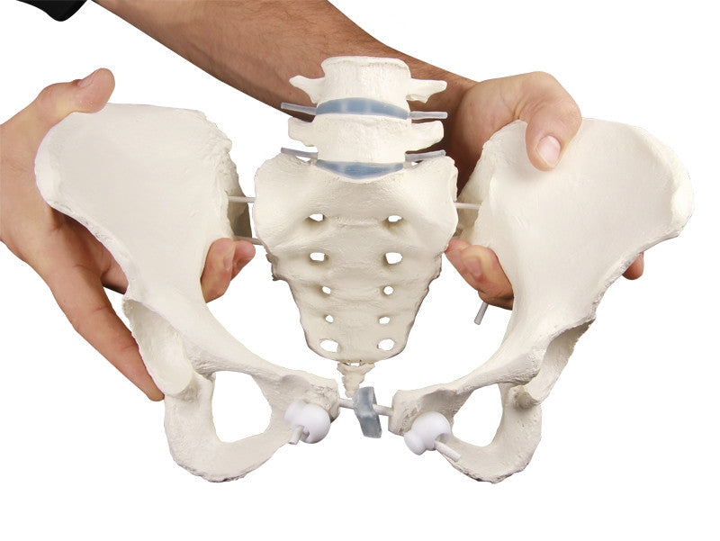Flexible Female Pelvis Model with Vertebra 4058G | Pelvis on Elastic ...