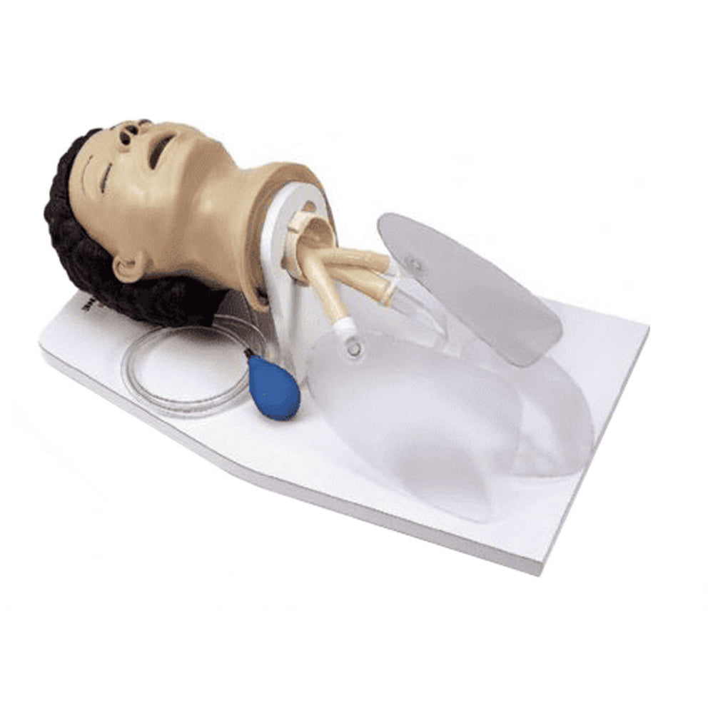 Adult Airway Management Trainer (with Stand) | Advanced Life Support ...