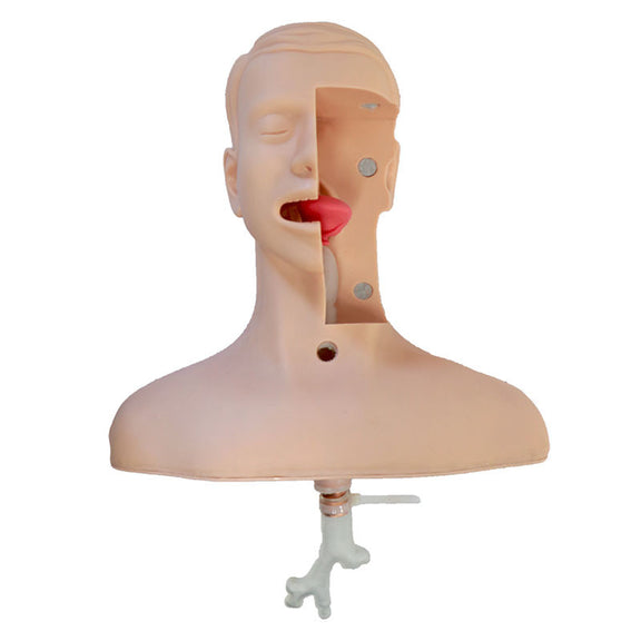 Airway Management Training Models | Tracheostomy | Intubation ...