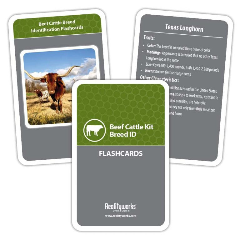 Agriculture Animal Education Kit - Beef Cattle | Anatomy Stuff ...