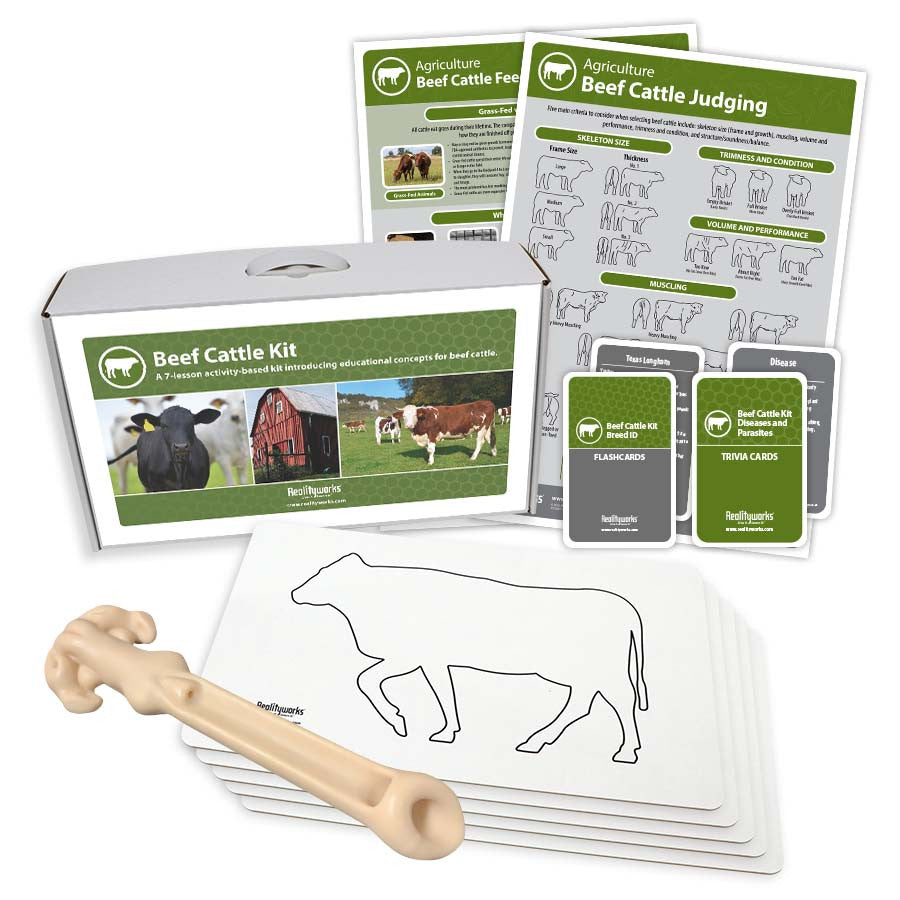 Agriculture Animal Education Kit - Beef Cattle | Anatomy Stuff ...