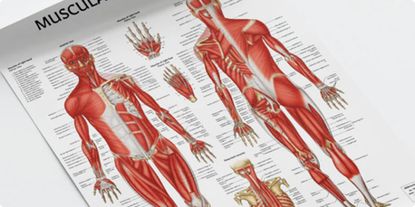 Torso Models and Anatomy Posters – AnatomyStuff