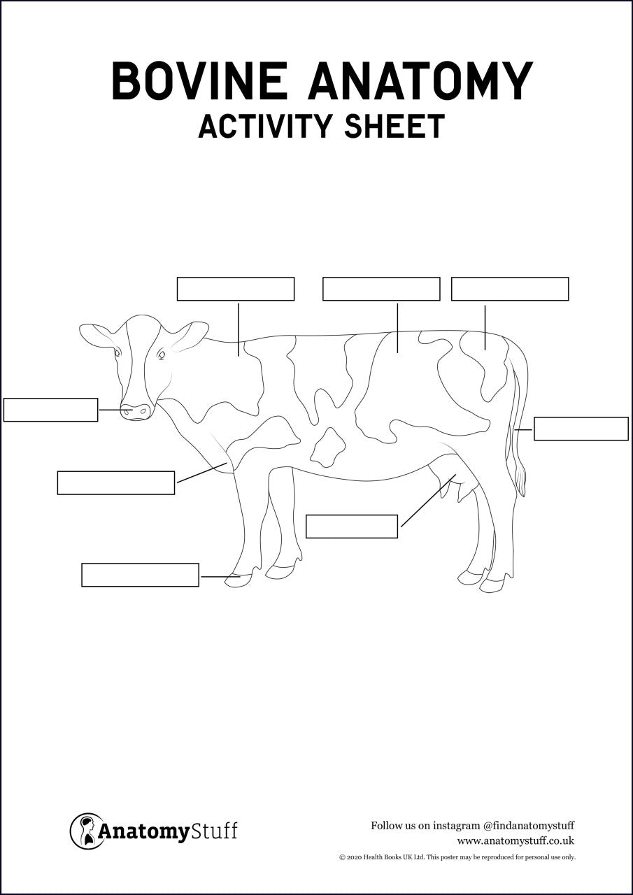 Bovine Anatomy Activity Sheet PDF – AnatomyStuff