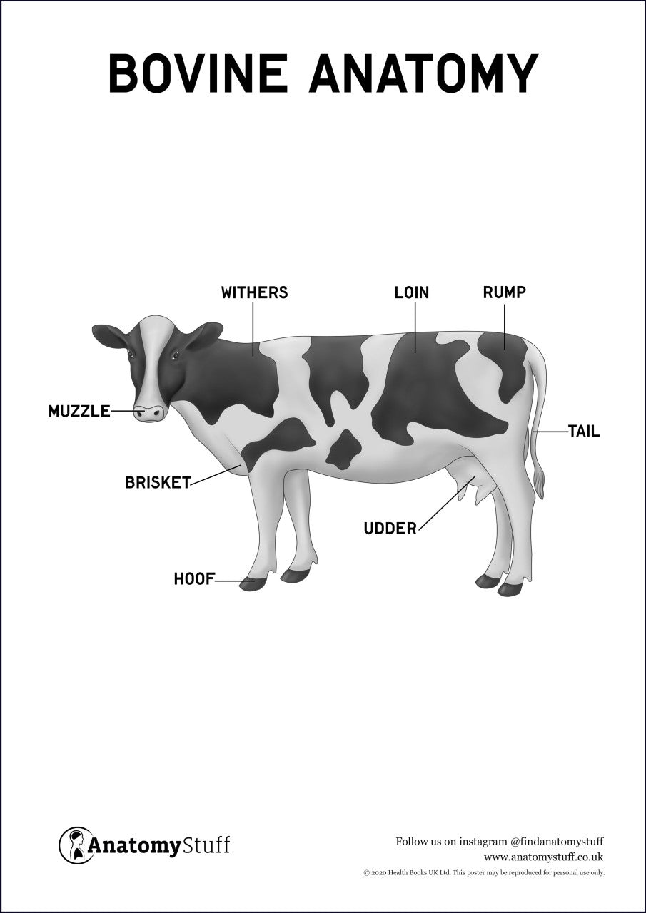 Bovine Anatomy Poster PDF – AnatomyStuff