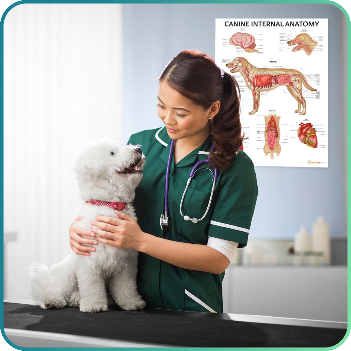 Animal Anatomy Charts | Trusted Supplier of Veterinary Anatomy Charts ...