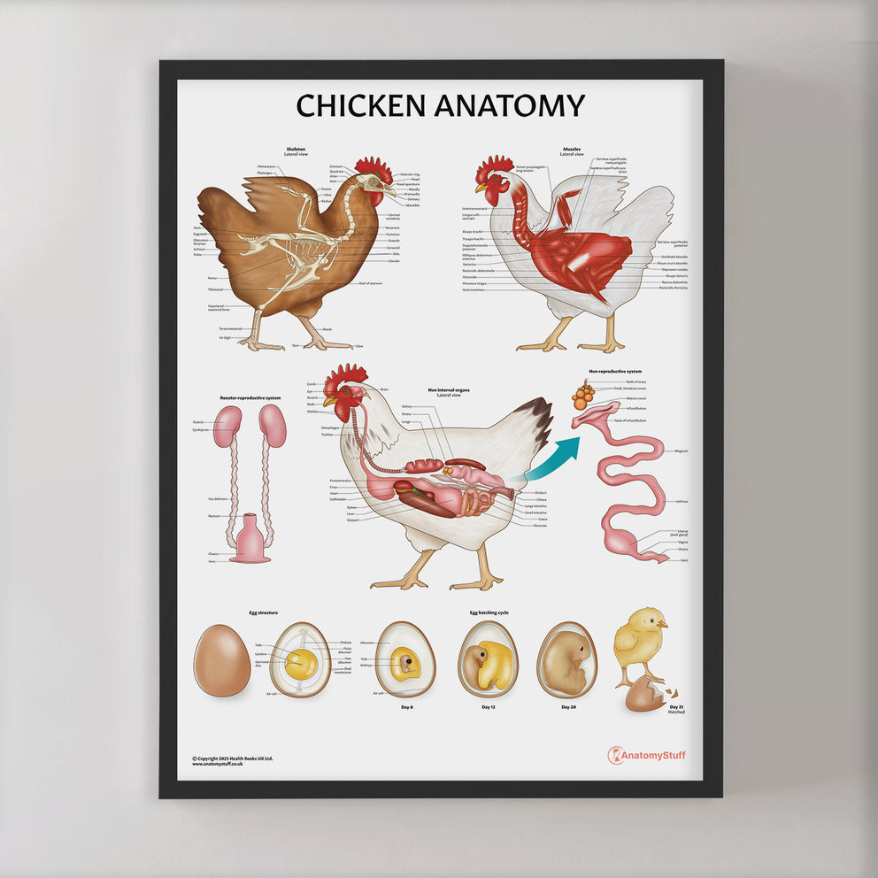 Chicken Anatomy Poster | Poultry & Hen Anatomy Chart – AnatomyStuff