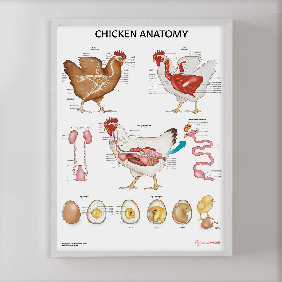 Chicken Anatomy Poster | Poultry & Hen Anatomy Chart – AnatomyStuff