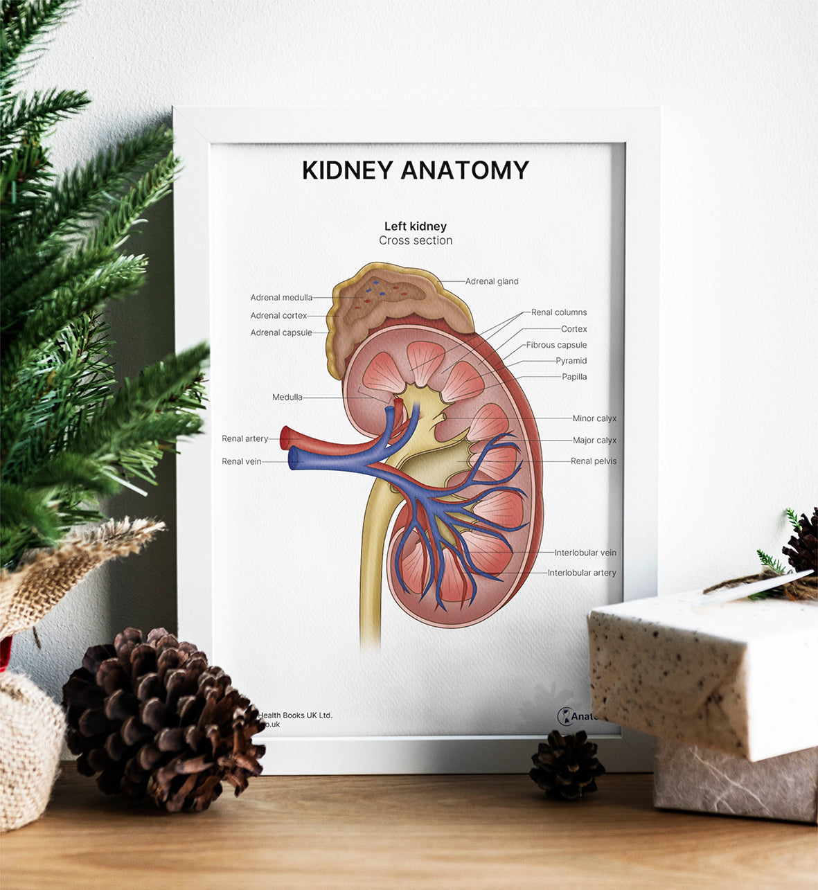 AnatomyStuff Christmas Gift Guide | Shop Human & Animal Anatomy Gifts