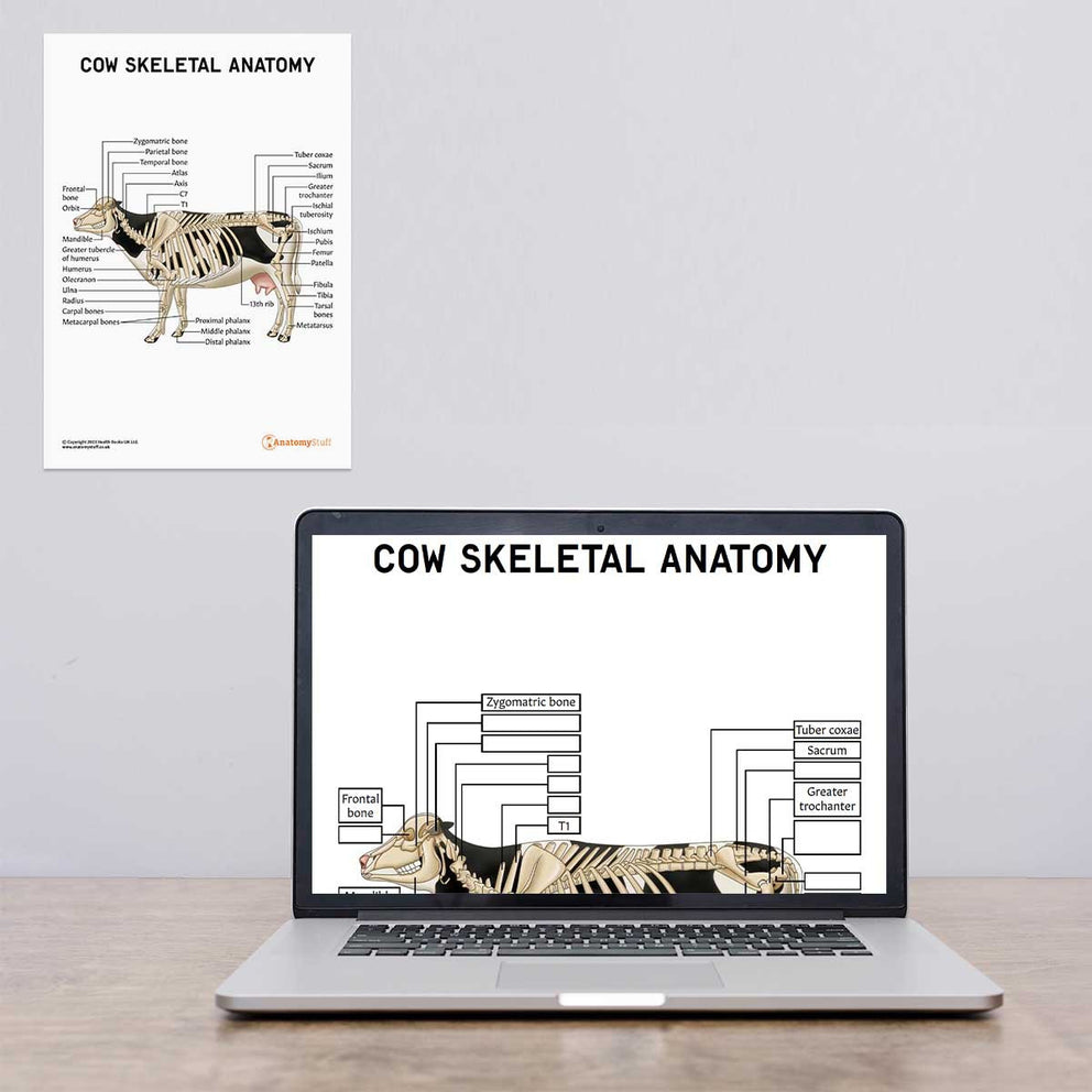 Cow Skeletal Anatomy (Interactive & Printable PDF) | Veterinary Anatomy ...