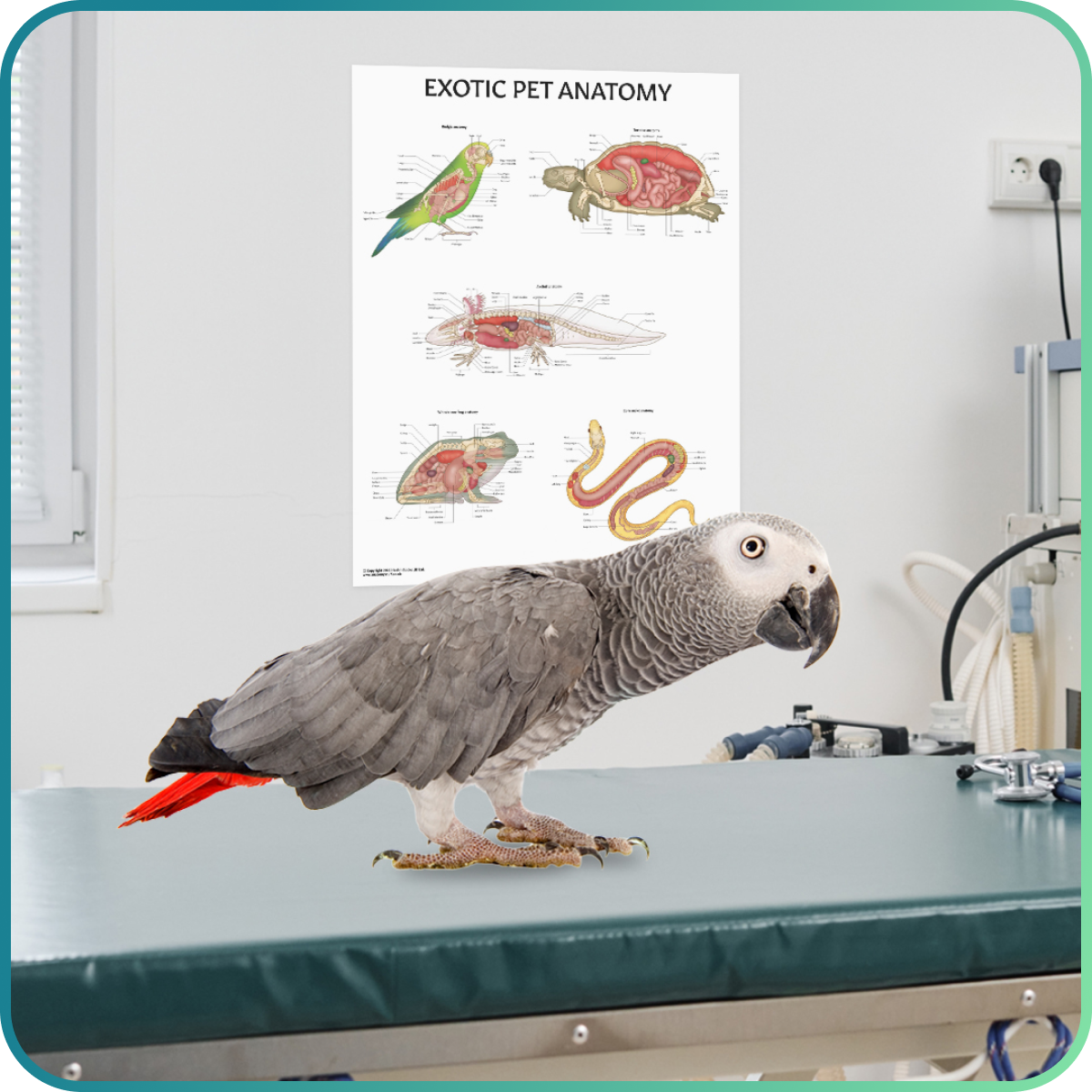 Animal Anatomy Charts | Trusted Supplier of Veterinary Anatomy Charts ...
