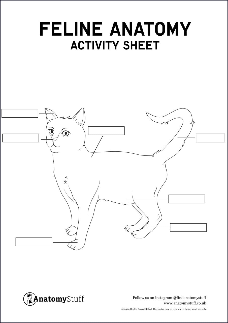 Feline Anatomy Activity Sheet PDF – AnatomyStuff Staging Feline Anatomy Activity Sheet PDF – AnatomyStuff Staging