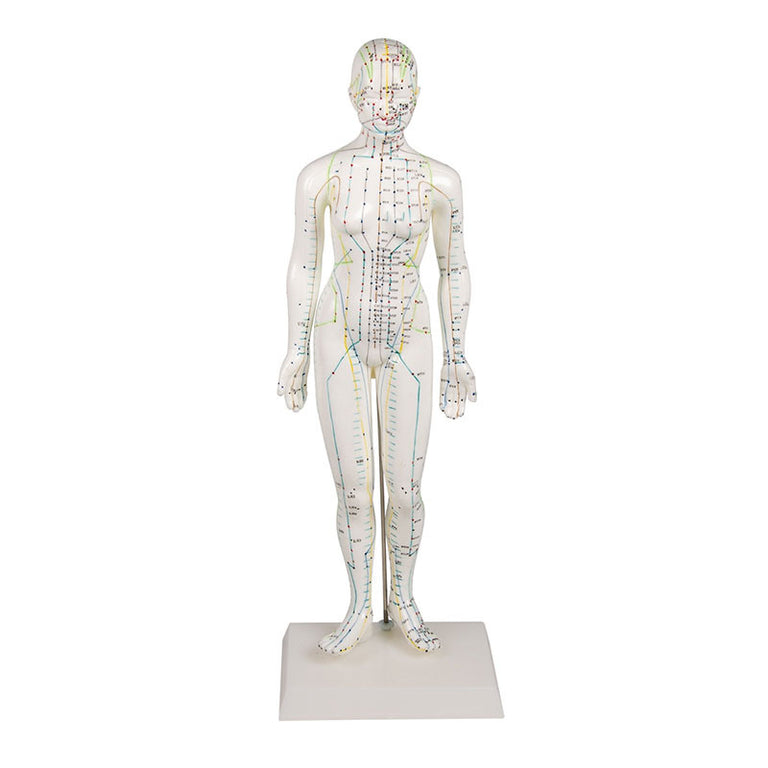 Acupuncture Collection | Acupuncture Charts & Models Set – AnatomyStuff