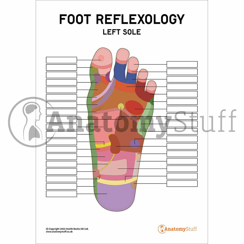 Foot Reflexology Poster / Worksheet | Reflexology Revision | AnatomyStuff