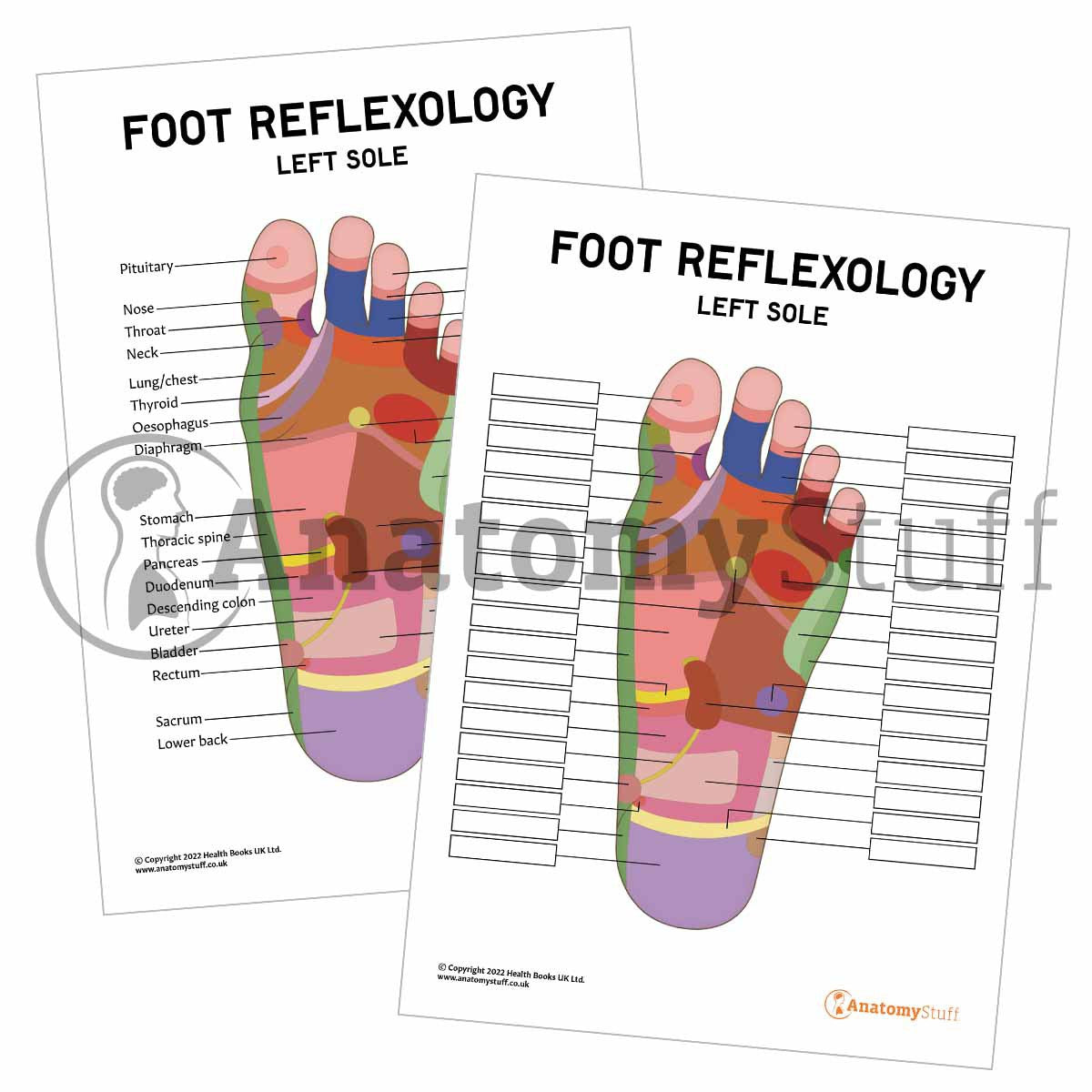 Foot Reflexology Poster / Worksheet | Reflexology Revision | AnatomyStuff