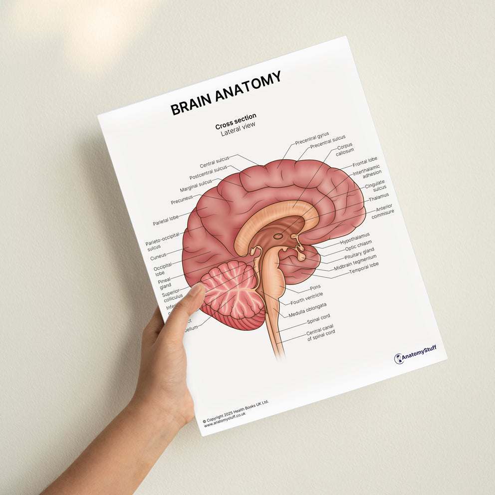 Brain Anatomy Chart | Small Neurology Poster Print – AnatomyStuff