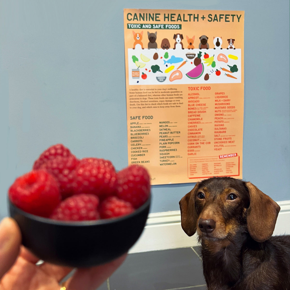 Canine Health & Safety 4 Poster Collection | Dog Education Charts ...