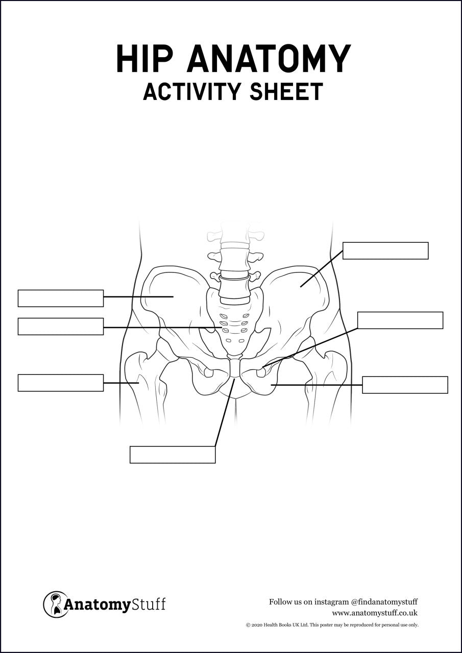 Hip Anatomy Activity Sheet PDF – AnatomyStuff