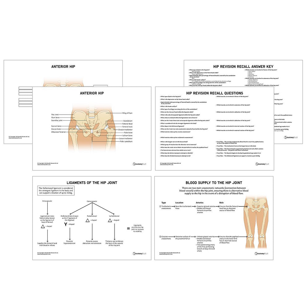 Hip Revision Guide (Interactive & Printable PDFs) | Lower Limb Anatomy ...