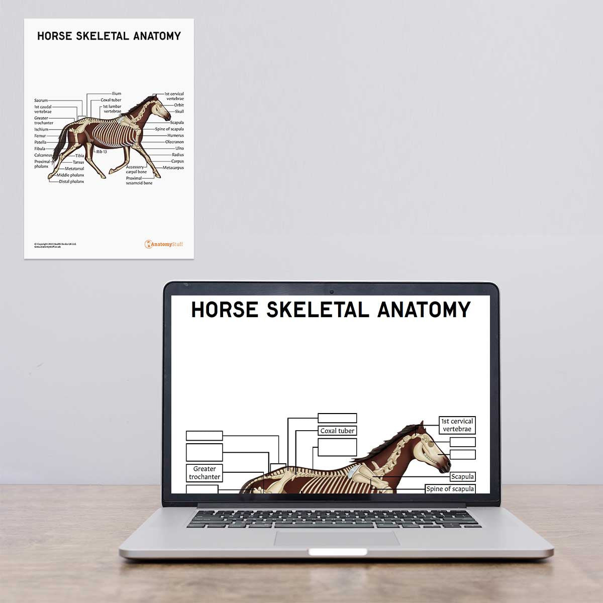 Horse Skeletal Anatomy (Interactive & Printable PDF) | Equine Skeletal ...