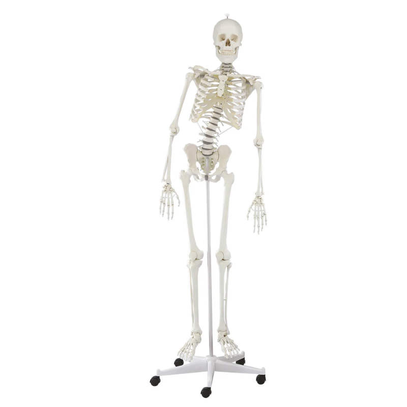 Physiotherapy Skeleton Model Hugo 3014 | Physio Skeletons – AnatomyStuff