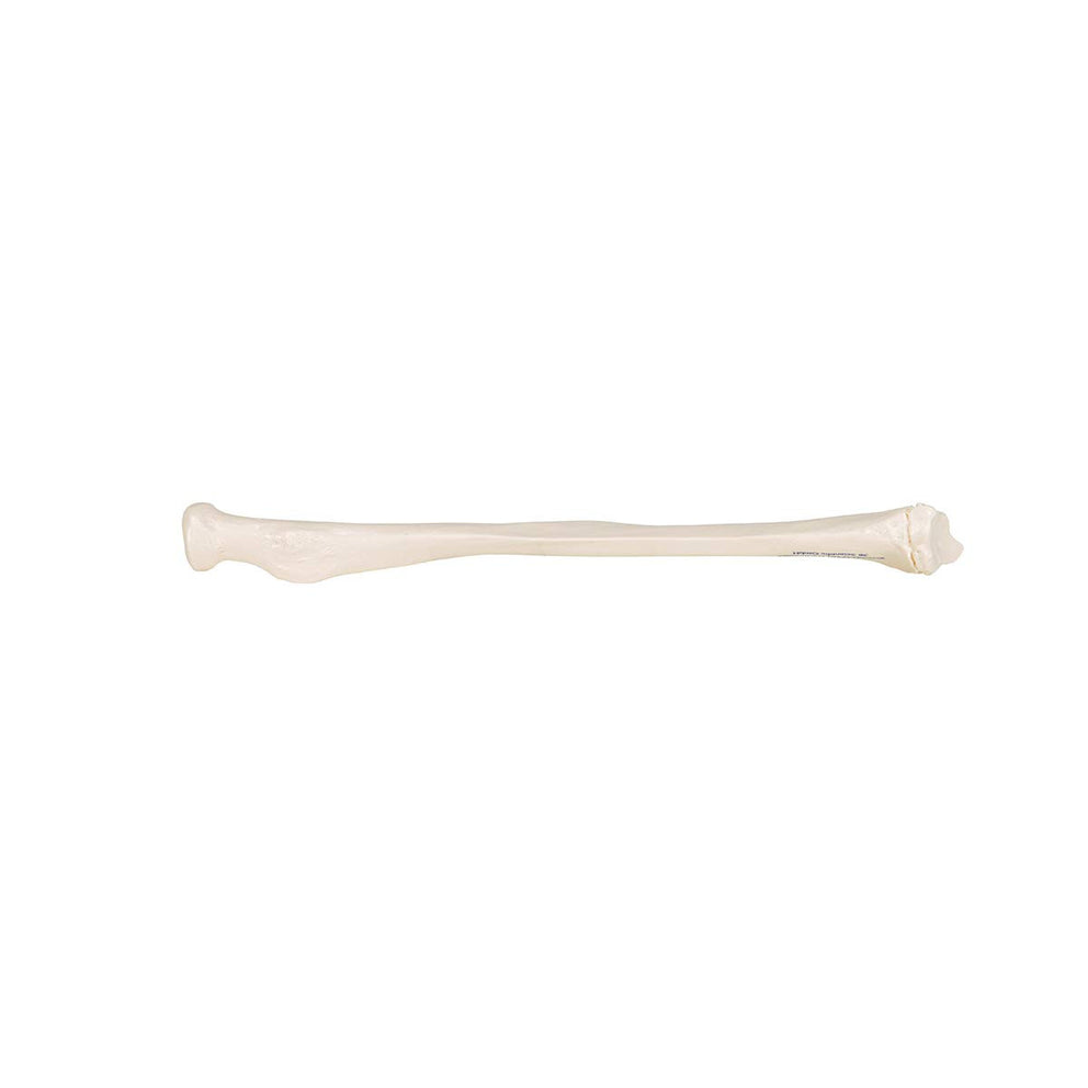 Human Radius Model | Skeletal Anatomy | AnatomyStuff