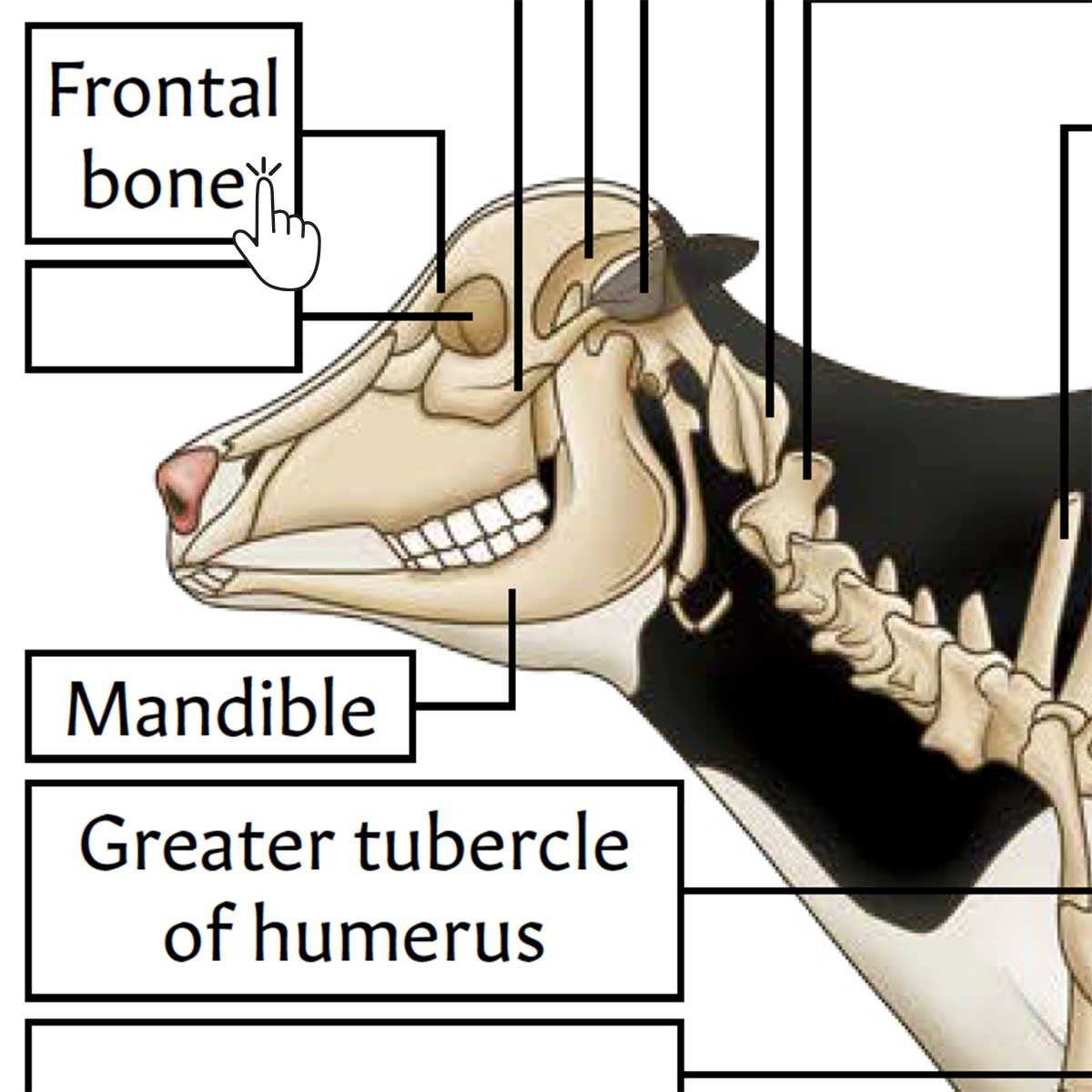 Cow Skeletal Anatomy (Interactive & Printable PDF) | Veterinary Anatomy ...