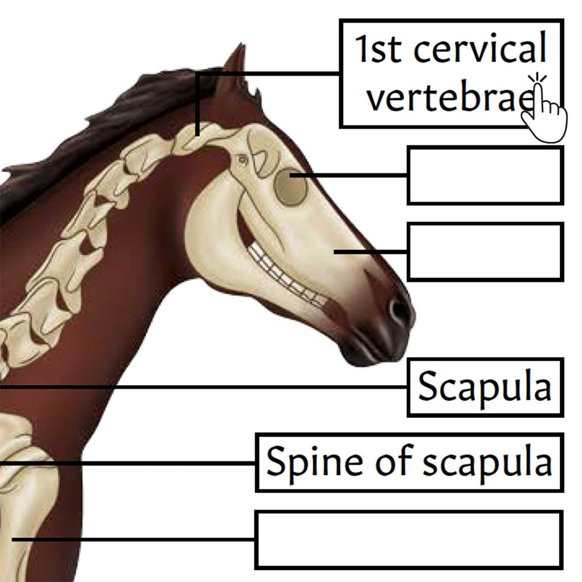 Horse Skeletal Anatomy (Interactive & Printable PDF) | Equine Skeletal ...