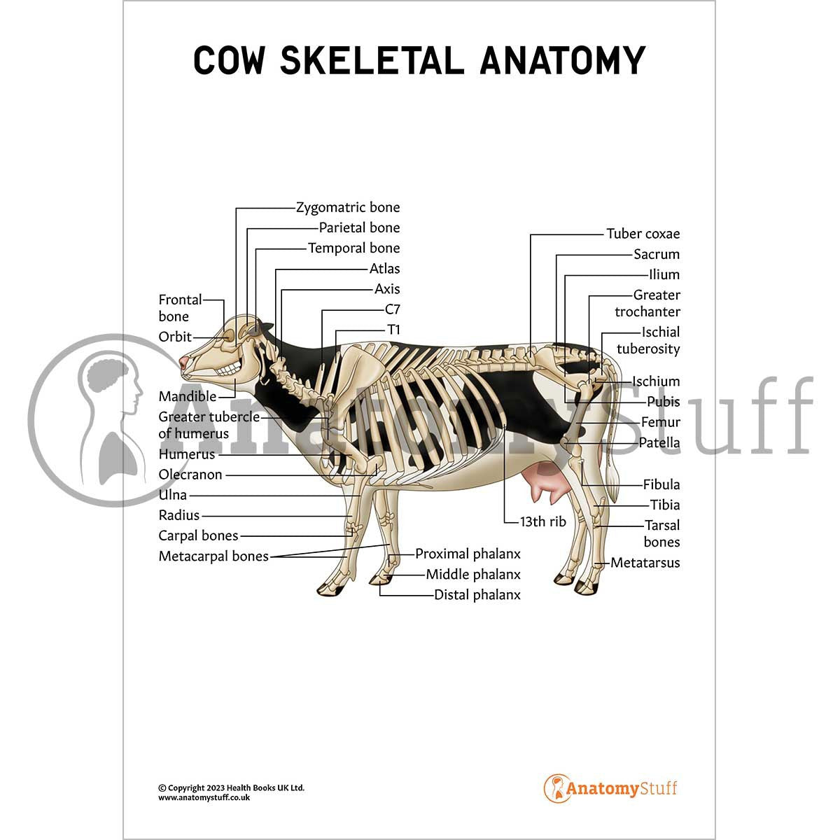 Cow Skeletal Anatomy (Interactive & Printable PDF) | Veterinary Anatomy ...